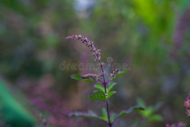 Shoots and Flowers of Black Basil, Non-toxic Stock Image - Image of ...
