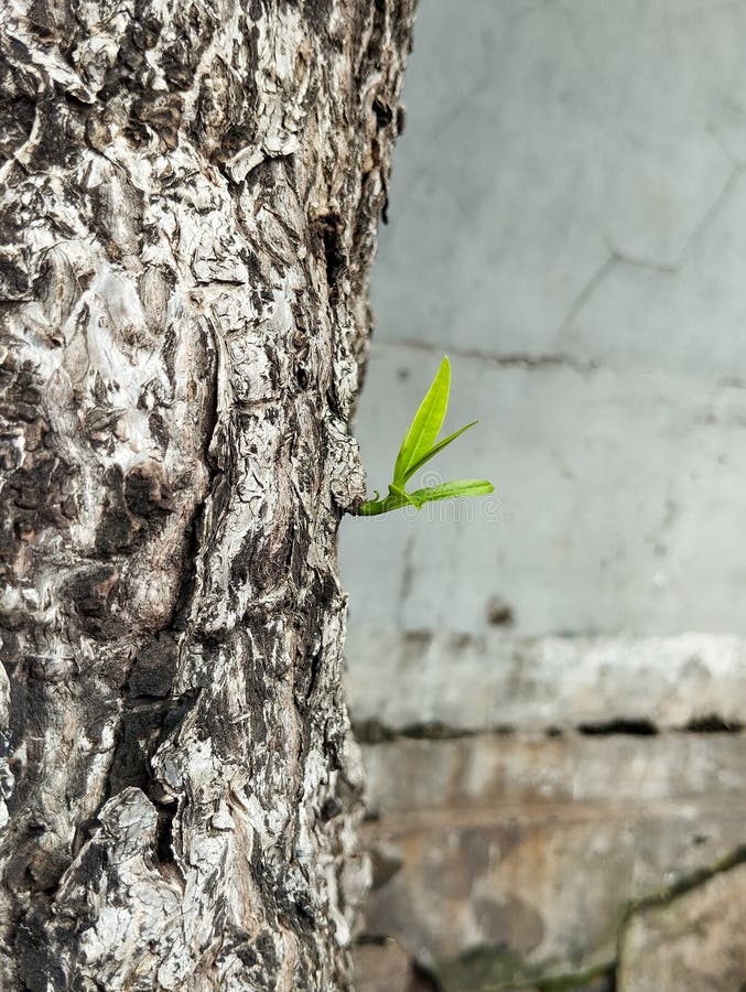 Shoots Grow on the Trunk of a Large Tree Stock Image - Image of plant ...