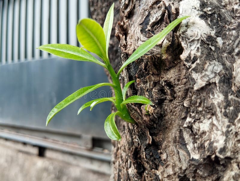 Shoots Grow on the Trunk of a Large Tree Stock Photo - Image of foliage ...