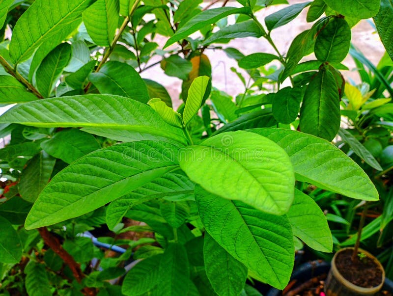 The Shoots of Guava Tree Leaves are Green and Fresh Stock Image - Image ...