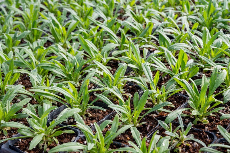 Shoots of Herb Plants Growing in the Greenhouse Stock Image - Image of ...