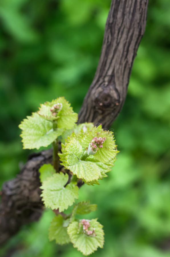 Shoots and Leaves of Grapes on the Vine Spring Stock Photo - Image of ...