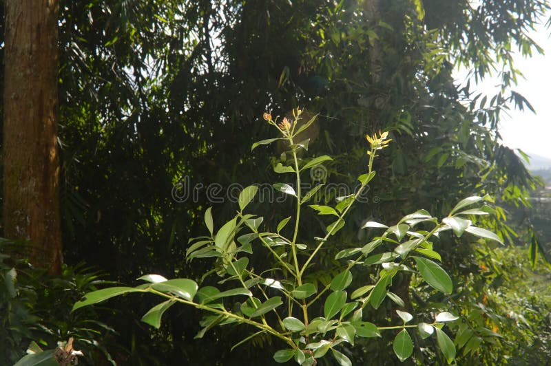 The Shoots and Leaves of the Kupa Herbal Tree Stock Photo - Image of ...