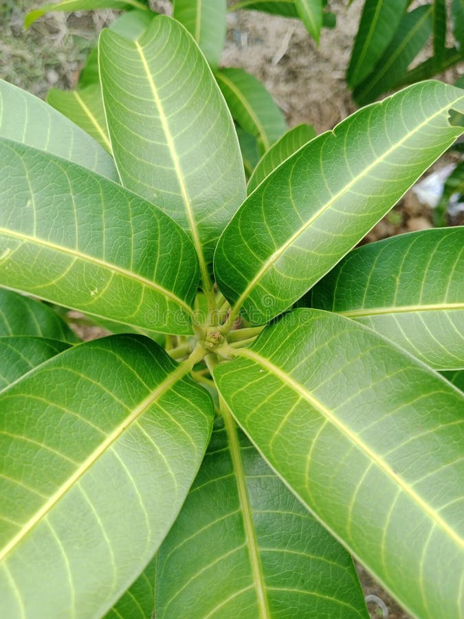 Shoots of Leaves of Mango Fruit Trees in the Garden Stock Photo - Image ...