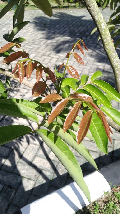 The Shoots of the Mango Tree Stalks are Still Red, Planted in the ...