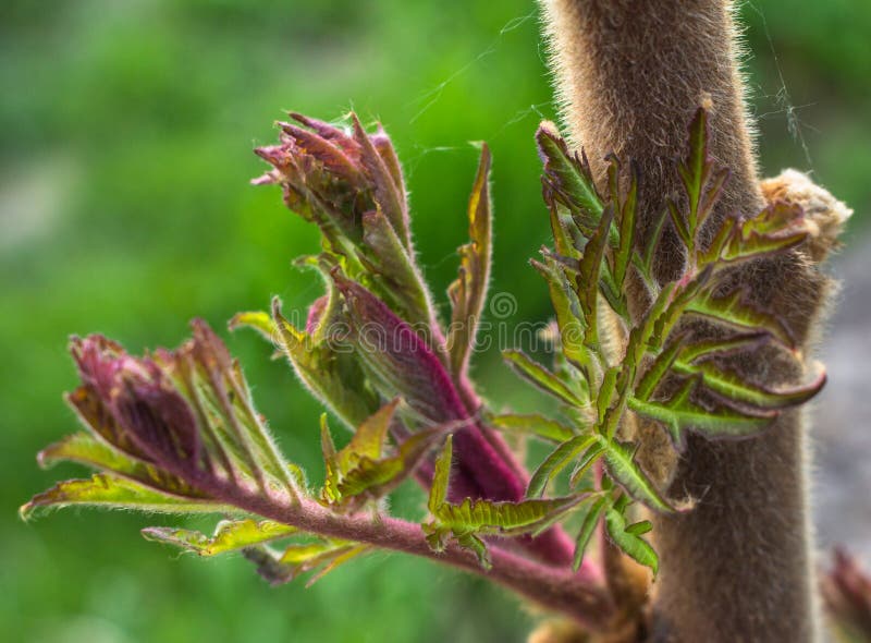 Ostt Tree Stock Photos - Free & Royalty-Free Stock Photos from Dreamstime