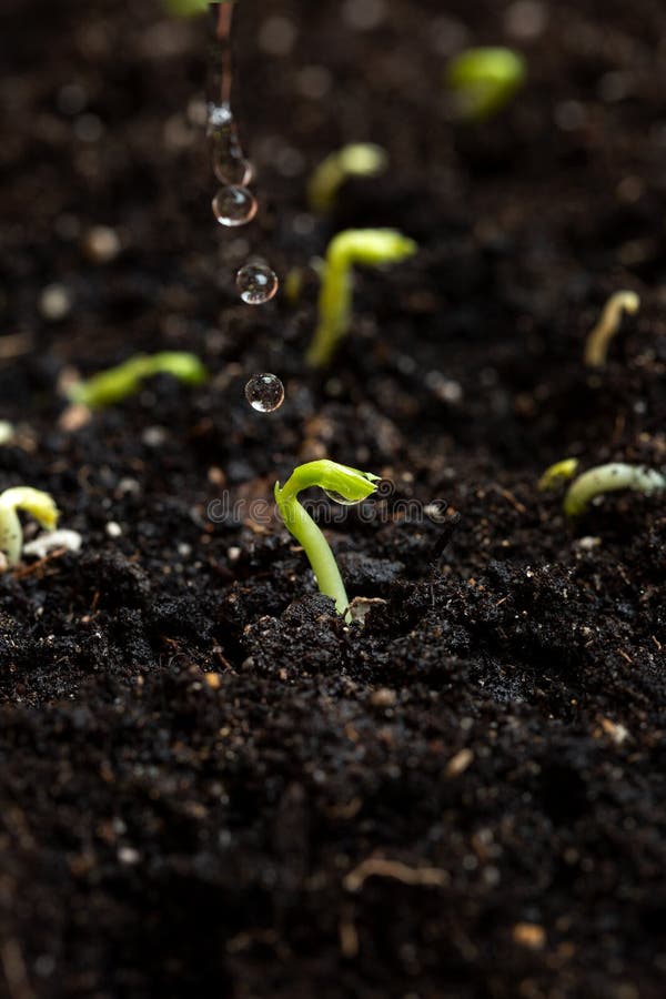 Shoots Peas. a Drop of Water Drips on the New Sprout. Stock Image ...