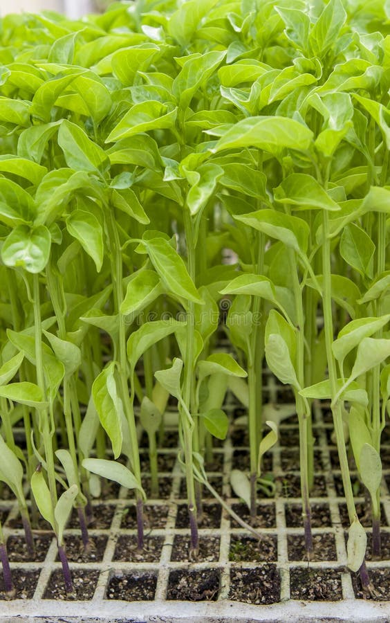 Shoots of Pepper Plants at Plant Nursery Stock Image - Image of botanic ...
