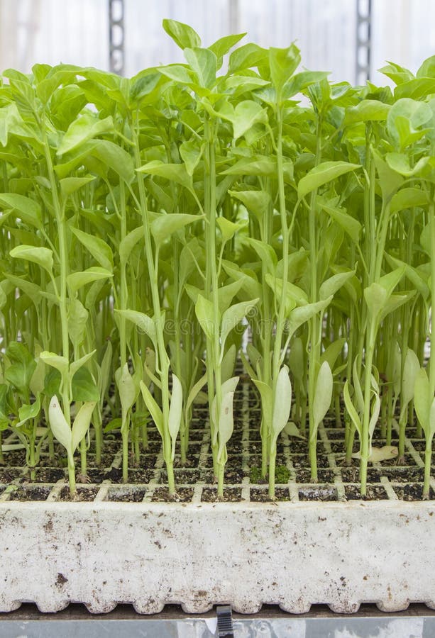 Shoots of Pepper Plants at Plant Nursery Stock Image - Image of tray ...