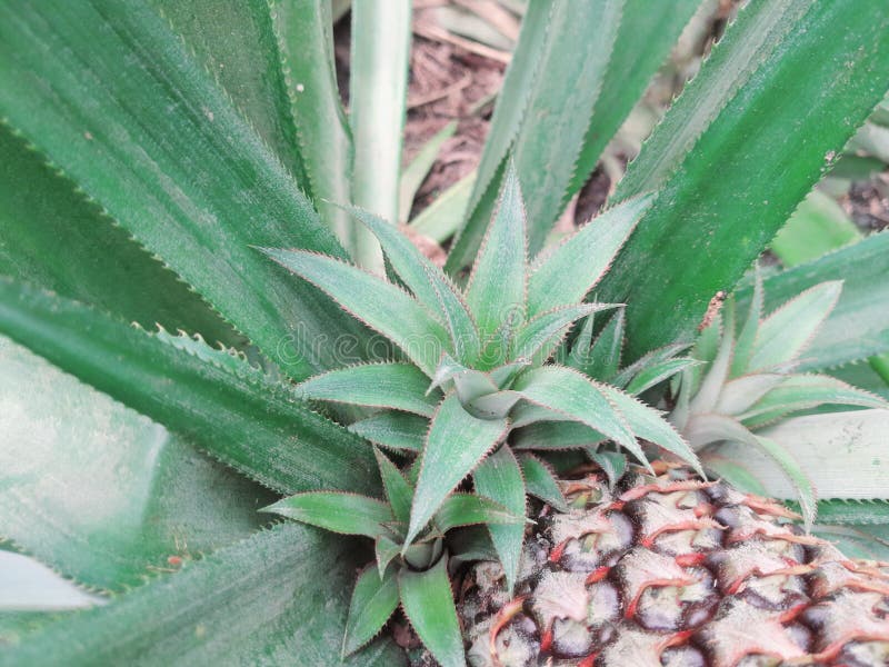 Shoots of Pineapple Fruit. with a Leaf Shape with a Unique Texture ...