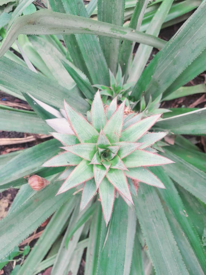 Shoots of Pineapple Fruit. with a Leaf Shape with a Unique Texture ...