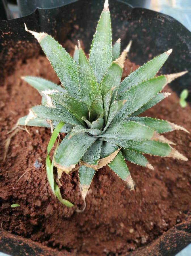 SHOOTS of PINEAPPLE stock photo. Image of nature, wildflower - 227723226