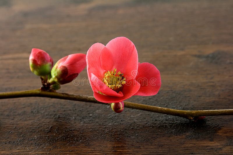 Shoots stock image. Image of environment, plant, flowers - 33613855