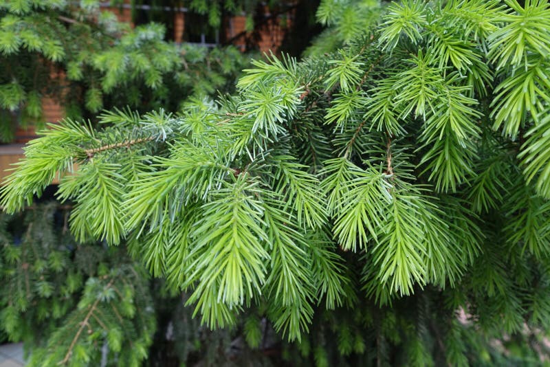 Shoots of Spruce with Fresh Leafage Stock Photo - Image of nature ...