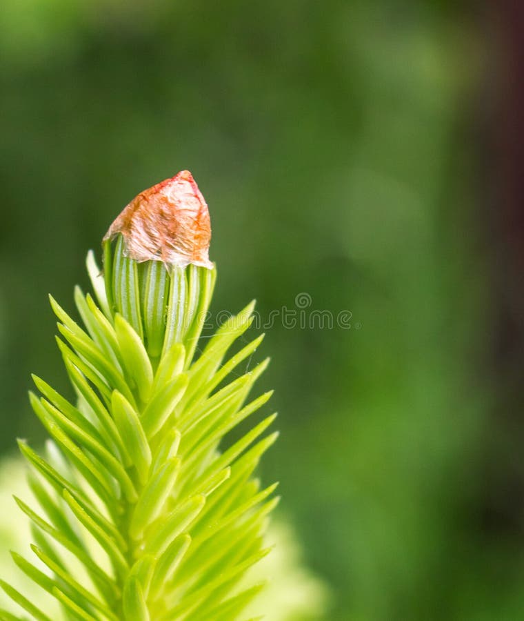 Shoots of the tree stock image. Image of grow, green - 221315933