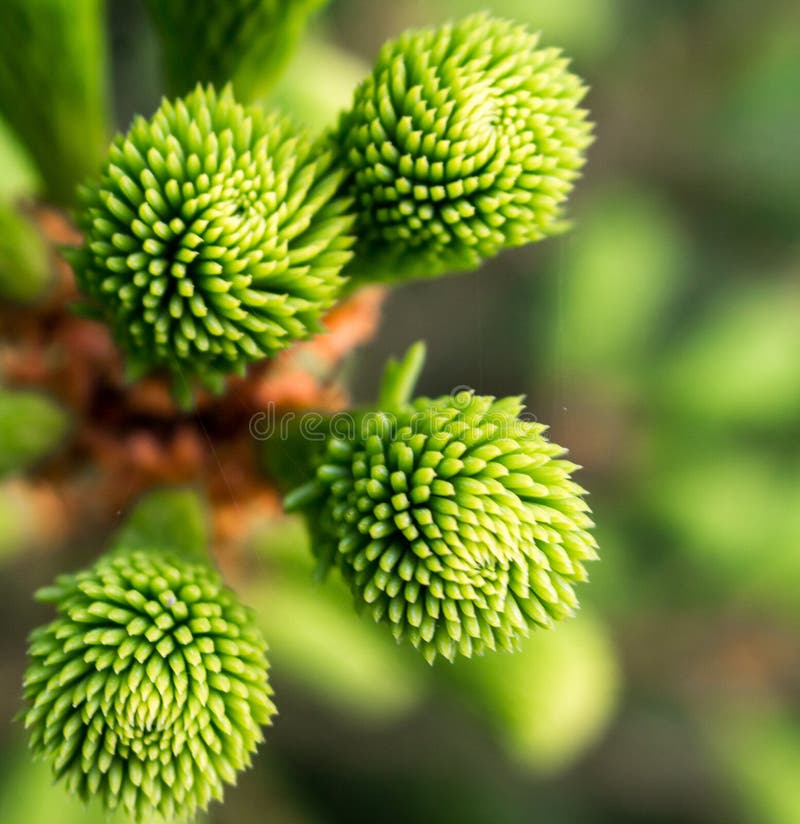 Shoots of the tree stock image. Image of nature, sprout - 221315973