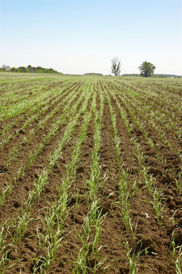 Shoots of Wheat in a Small Field Stock Image - Image of green, rural ...