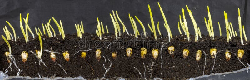 Shoots with Young Corn Roots Stock Image - Image of fresh, green: 262385433