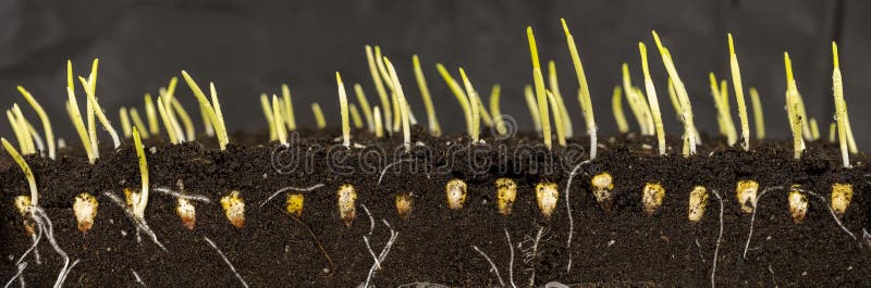Shoots with Young Corn Roots Stock Photo - Image of grain, germination ...