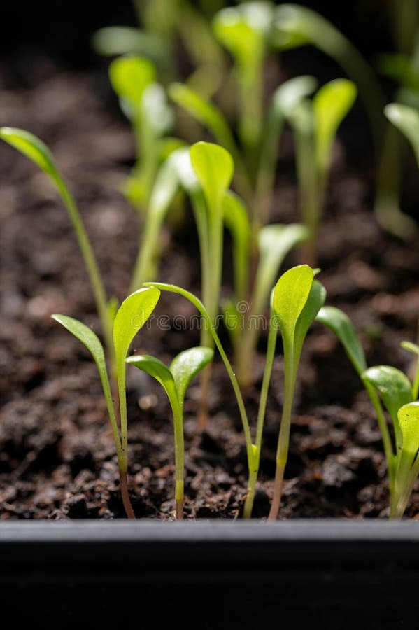 Shoots of Young Seedlings in Soil. Young Sprout of Flowers. Stock Image ...