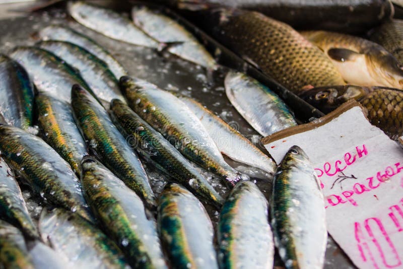 Shop for fish in Bulgaria stock photo. Image of finance - 89223844