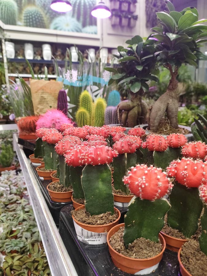 Shop with Home Plants, Cacti and Flowers Stock Photo - Image of fruit ...