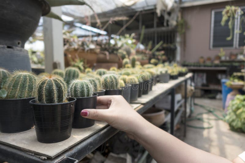 Shopping Cactus in the Shop Stock Image - Image of plants, business ...