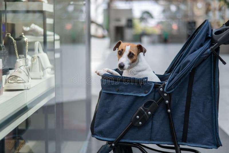 Shopping with a Pet in the Mall. Jack Russell Terrier Dog in a Stroller ...