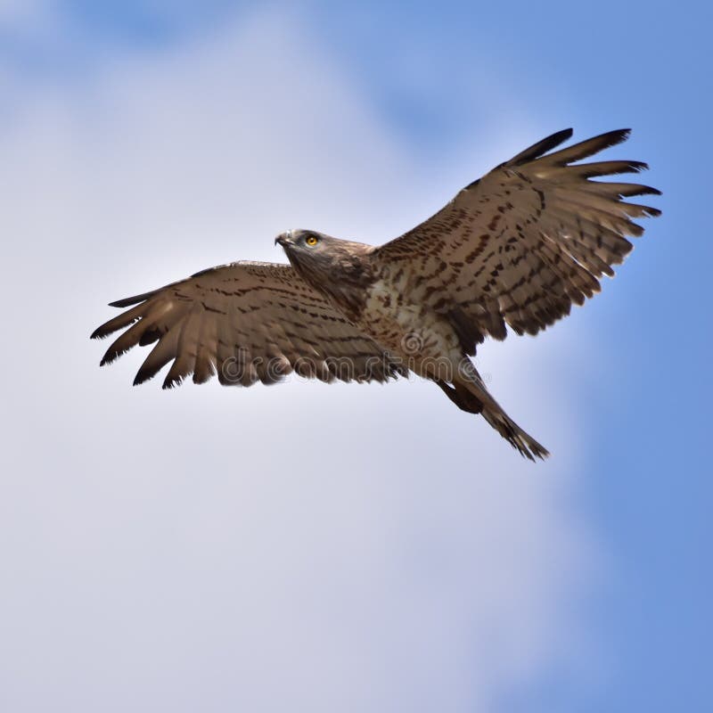 Short toad snake eagle stock photo. Image of hawk, buzzard - 230731622