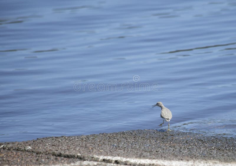 Shore Bird stock photo. Image of ecology, natural, outdoors - 83160930
