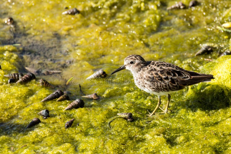 Shore Bird Hunting for Dinner in Green Smile Stock Image - Image of ...