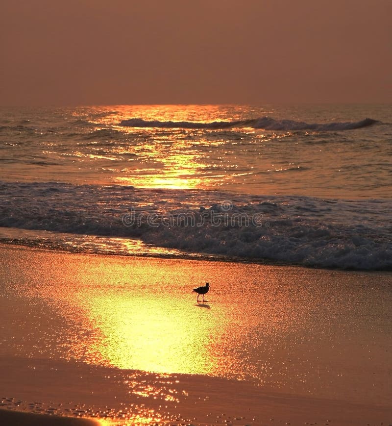 Shore bird at sunrise stock image. Image of coast, sunrise - 10081927
