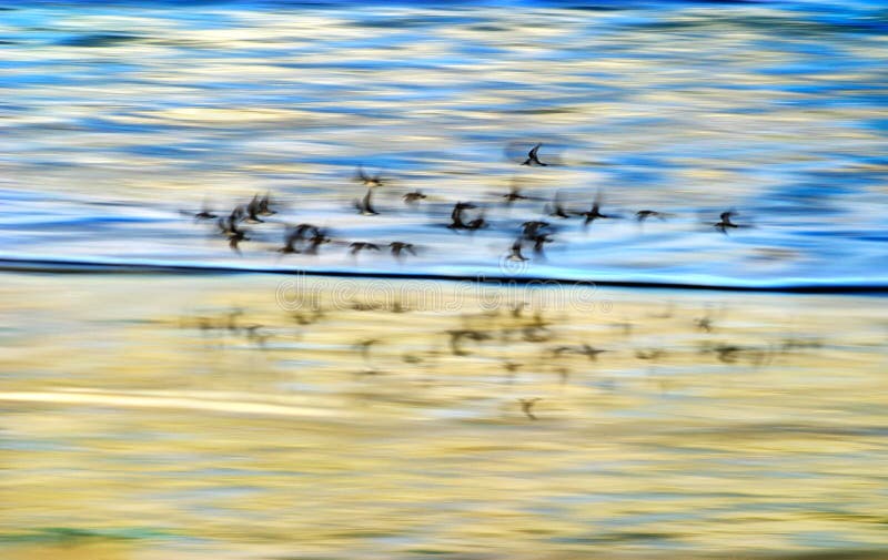 Shore Birds in Motion stock image. Image of blur, water - 18550455