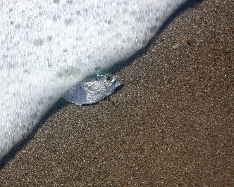 Shore Fish stock photo. Image of fish, islands, seashore - 95863832