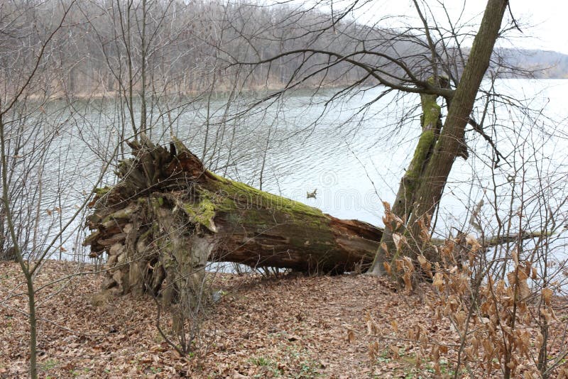 The Shore of the Forest Lake is Empty and Deserted in Early Spring ...