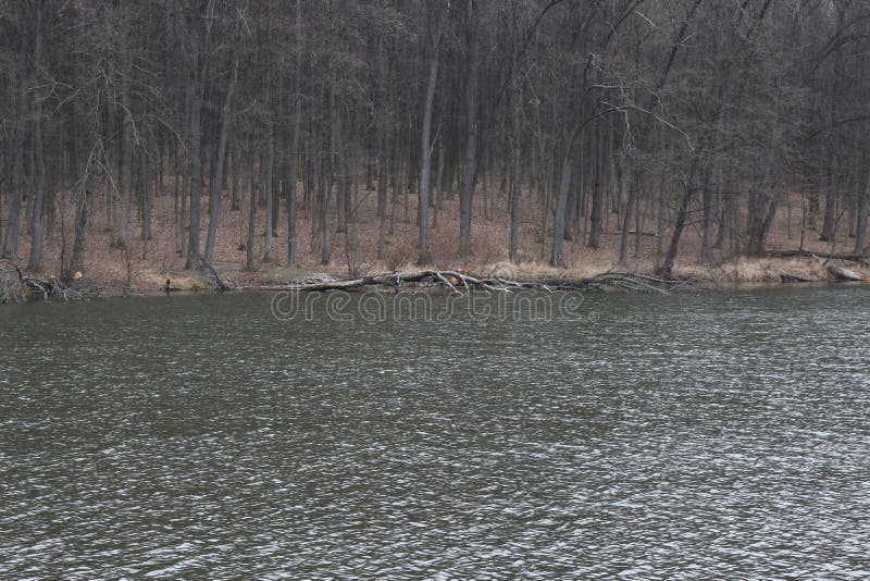 The Shore of the Forest Lake is Empty and Deserted in Early Spring ...