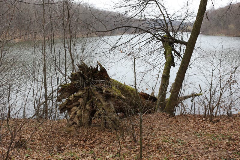 The Shore of the Forest Lake is Empty and Deserted in Early Spring ...