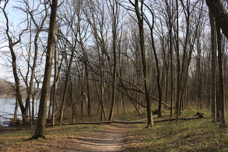 The Shore of the Forest Lake is Empty and Deserted in Early Spring ...