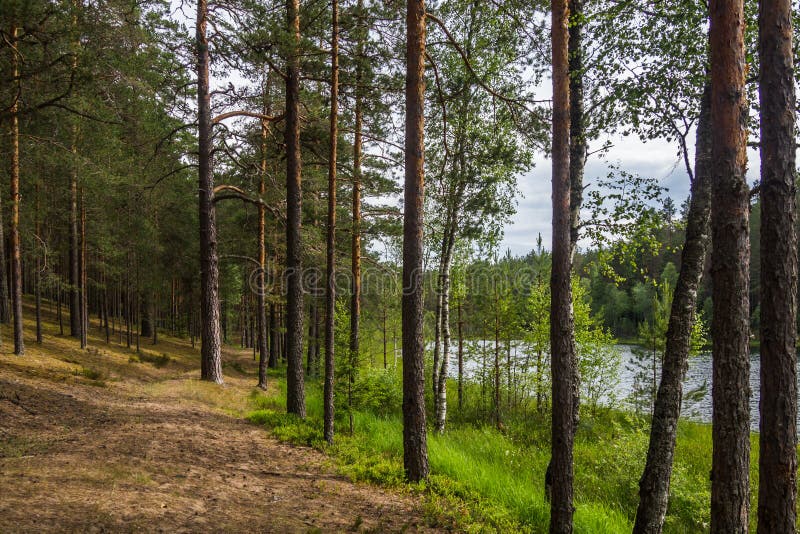 On the Shore of a Forest Lake. Stock Photo - Image of outdoor ...