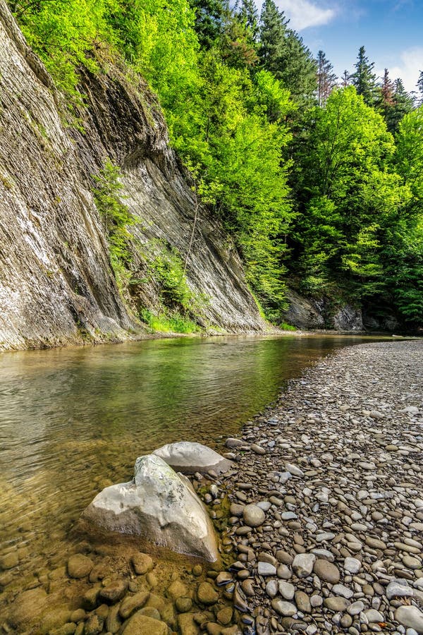 Shore of forest river stock image. Image of scenic, beautiful - 73471233