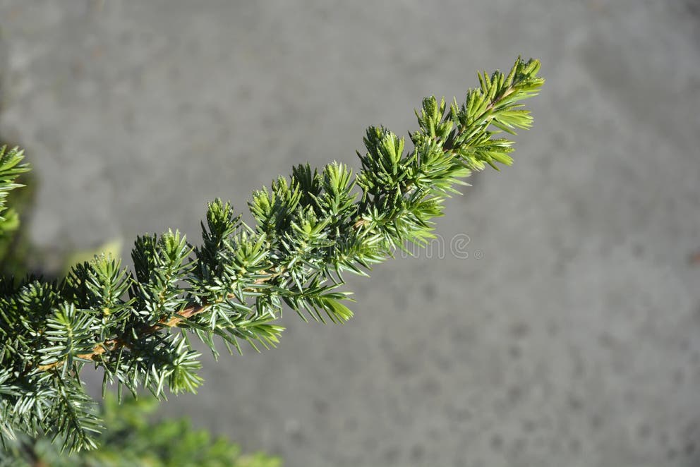Shore Juniper Blue Pacific stock image. Image of green - 254382497