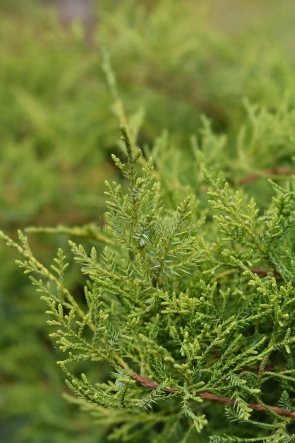 Shore Juniper Blue Pacific stock photo. Image of green - 207035304