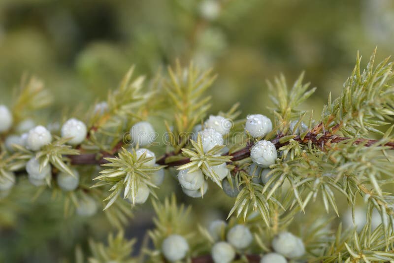 Shore Juniper Schlager stock photo. Image of water, conferta - 205692330