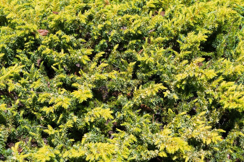 Shore juniper in the sun stock photo. Image of riverbanks - 283032608