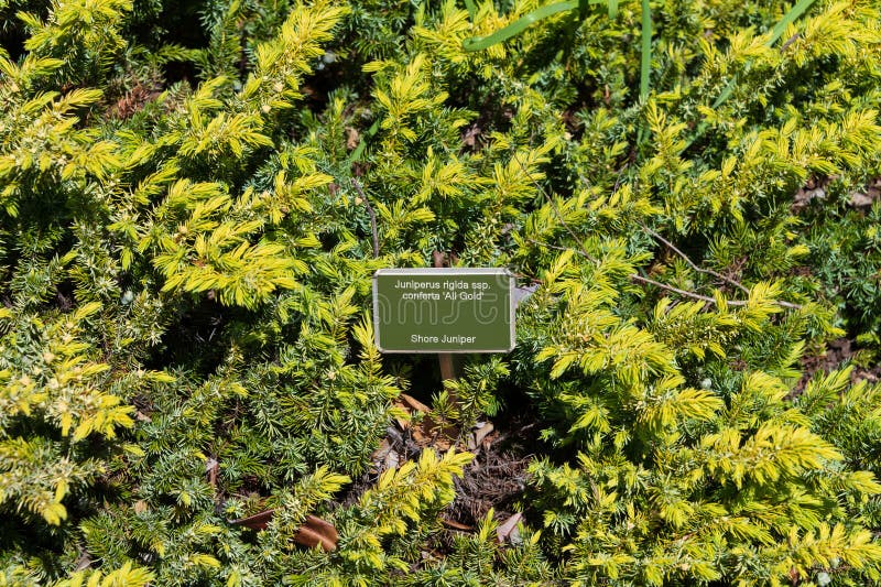 Shore juniper in the sun stock photo. Image of rigida - 282238474