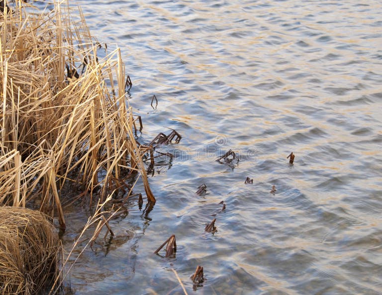 Shore of a Lake with Full Water Level Stock Photo - Image of nice, edge ...