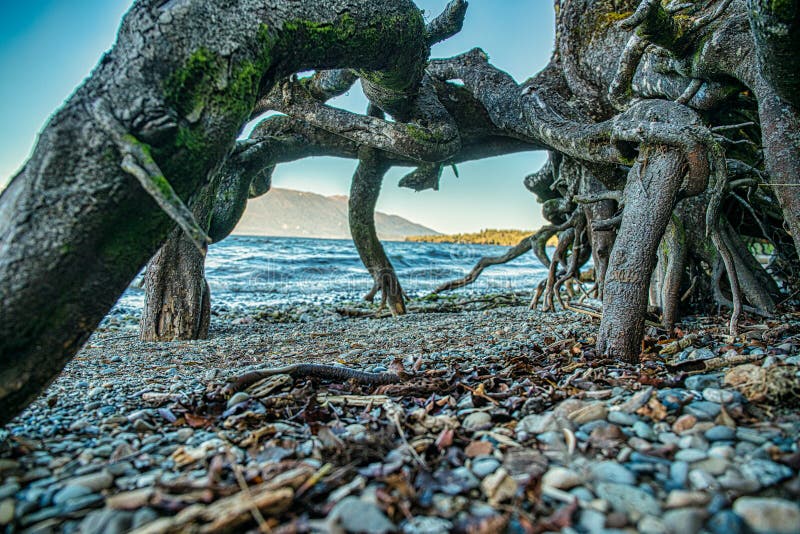 Exposed Tree Roots on the Beach Stock Image - Image of elevated, hill ...