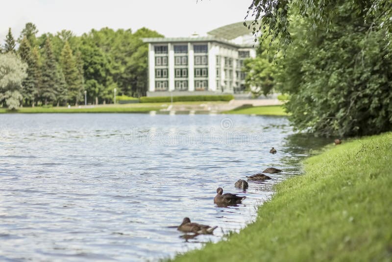 Shore of the Lake in the Park with Blooming Algae and Ducks. Ecology ...