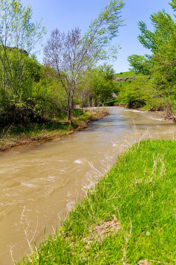 Shore in a Mountain River in Spring Stock Photo - Image of river, roots ...