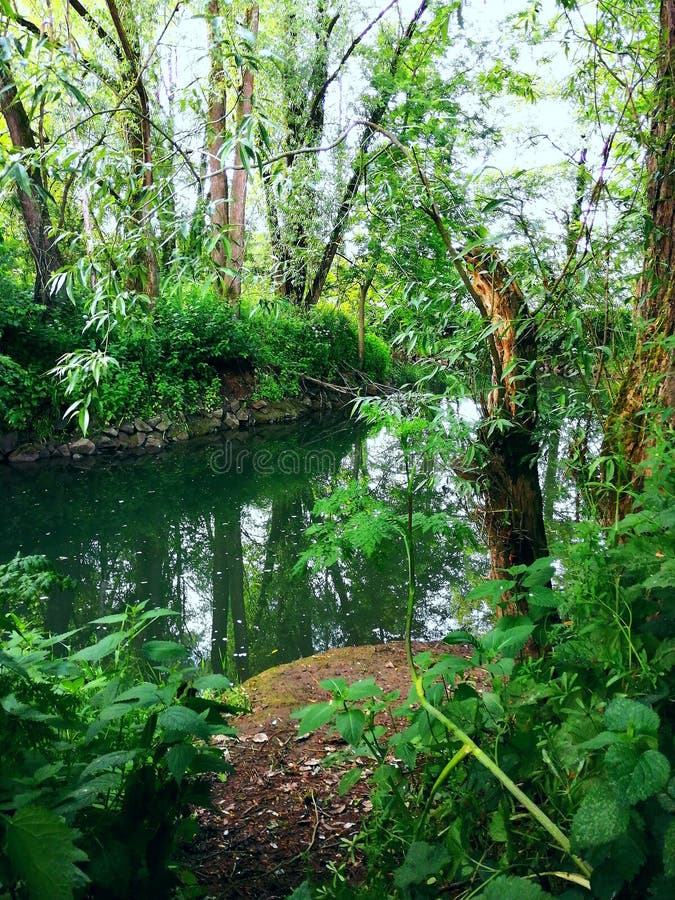 Shore Near River with Much Plants Stock Photo - Image of stream, plants ...